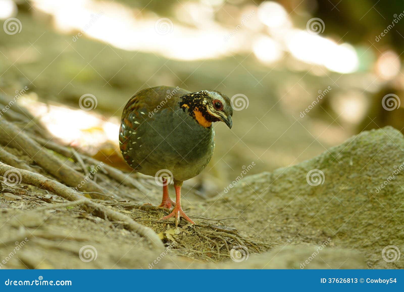 Rufous-throated partridge stock image. Image of animal - 37626813