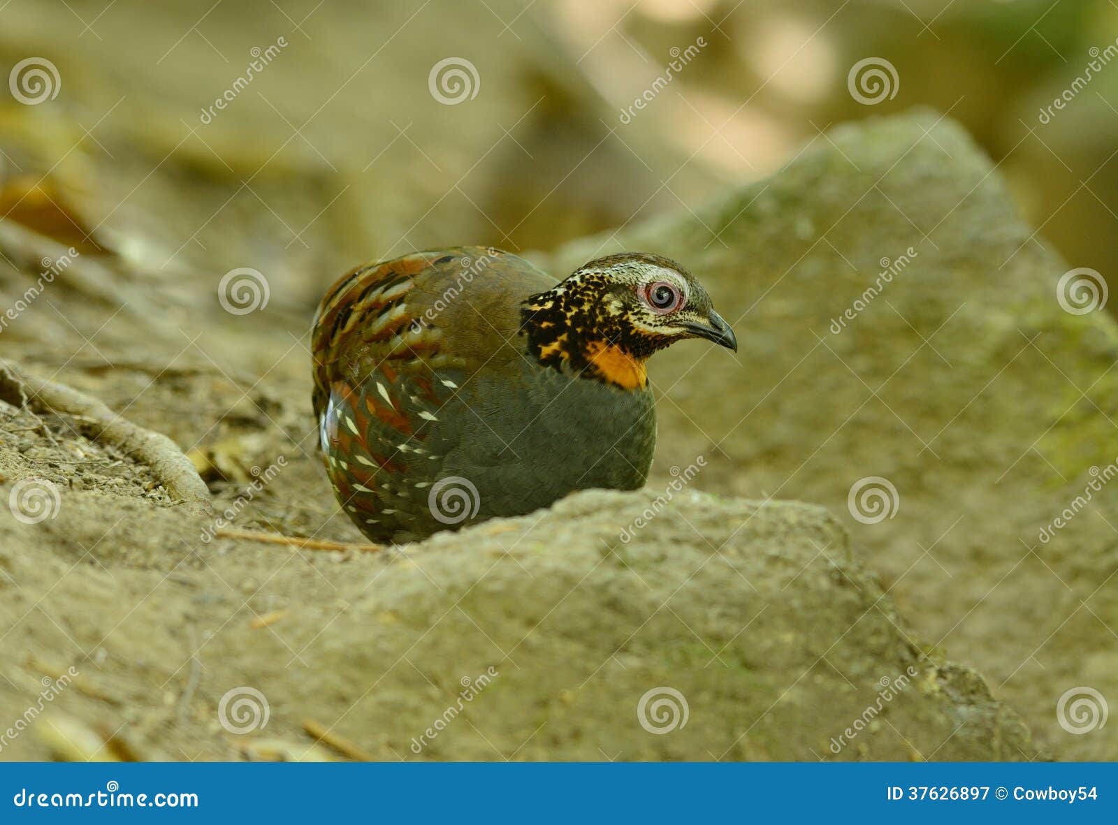 Rufous-throated partridge stock image. Image of partridge - 37626897