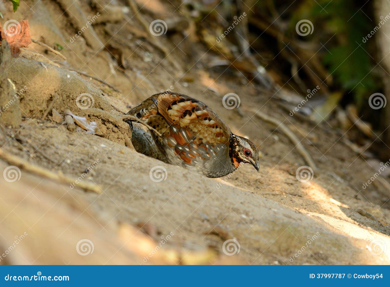 Rufous-throated partridge stock image. Image of looking - 37997787