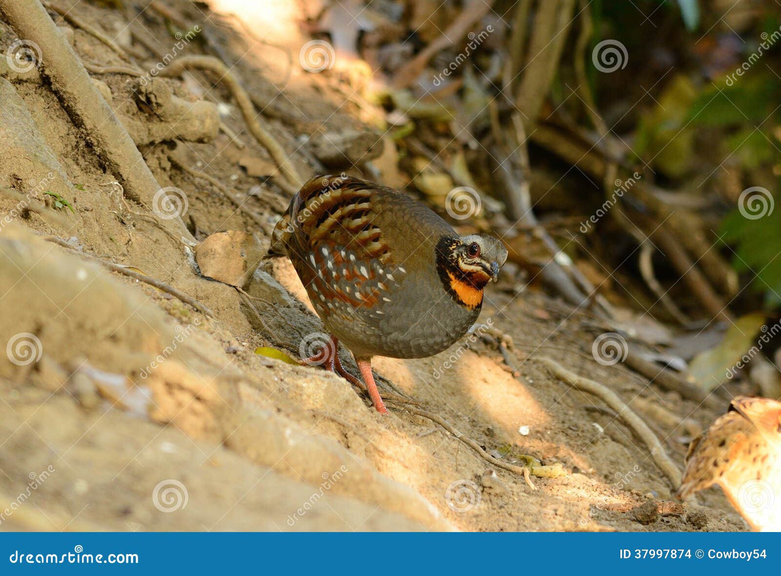 Rufous-throated partridge stock photo. Image of asian - 37997874