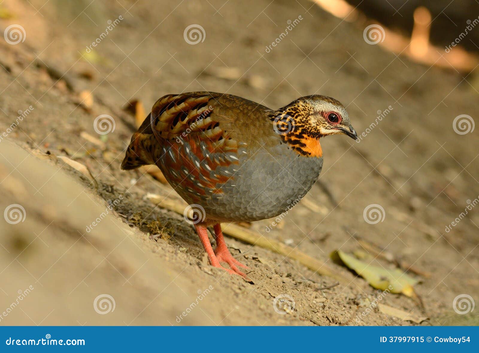 Rufous-throated partridge stock image. Image of beak - 37997915