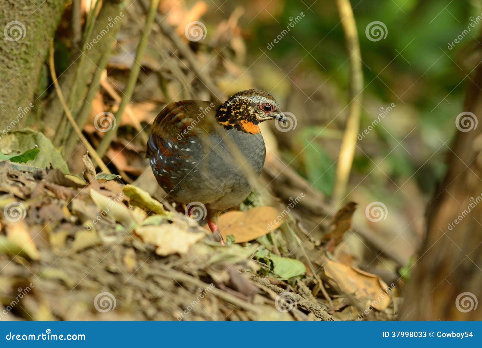 Rufous-throated partridge stock image. Image of partridge - 37998033