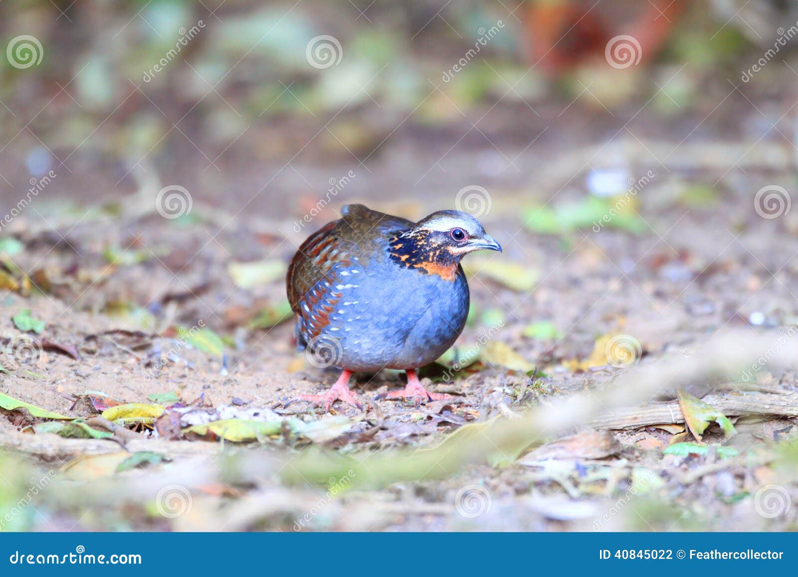 Rufous-throated Partridge stock photo. Image of forest - 40845022