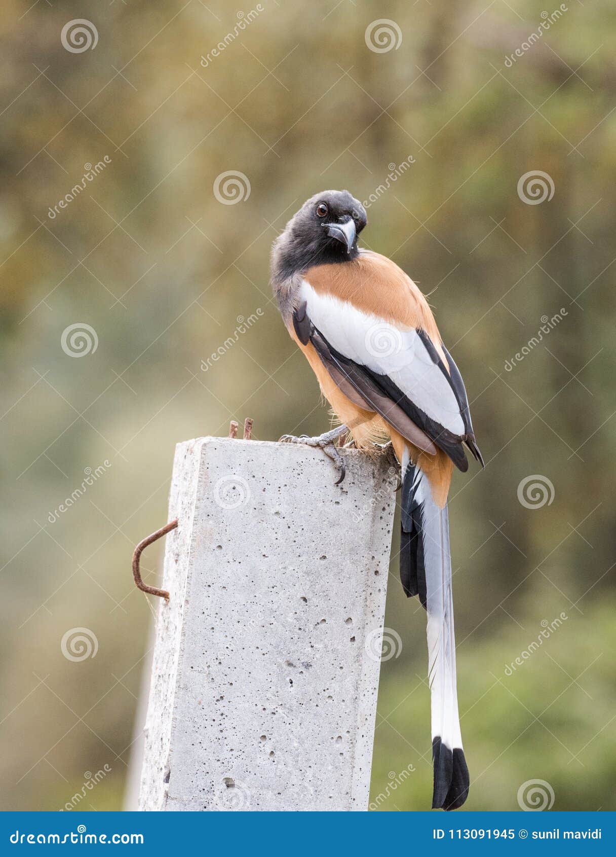 Rufous tree magpie stock image. Image of perched, ornithology - 113091945