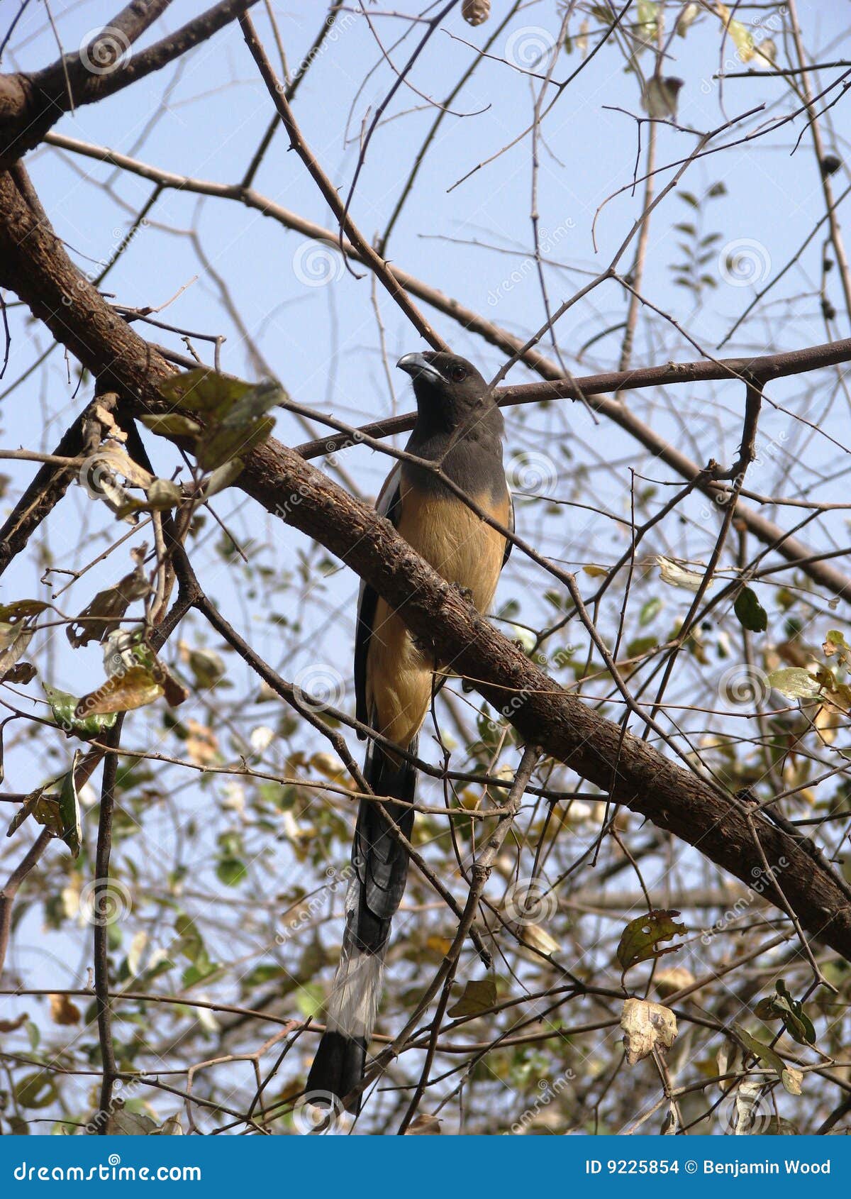 Rufous Tree Pie stock photo. Image of india, bird, national - 9225854