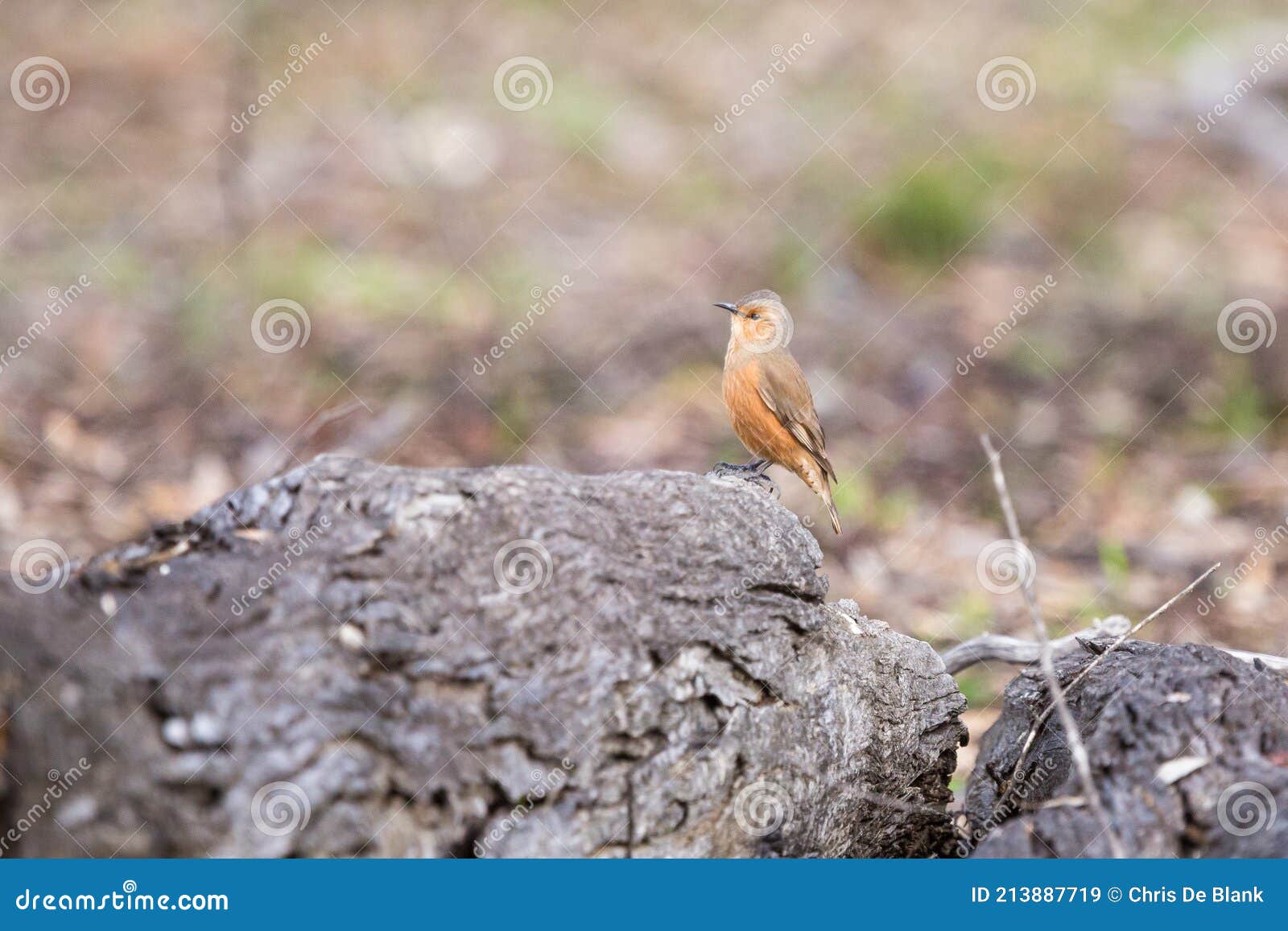 Rufous Treecreeper Sitting on Fallen Dead Tree Branch Stock Image ...