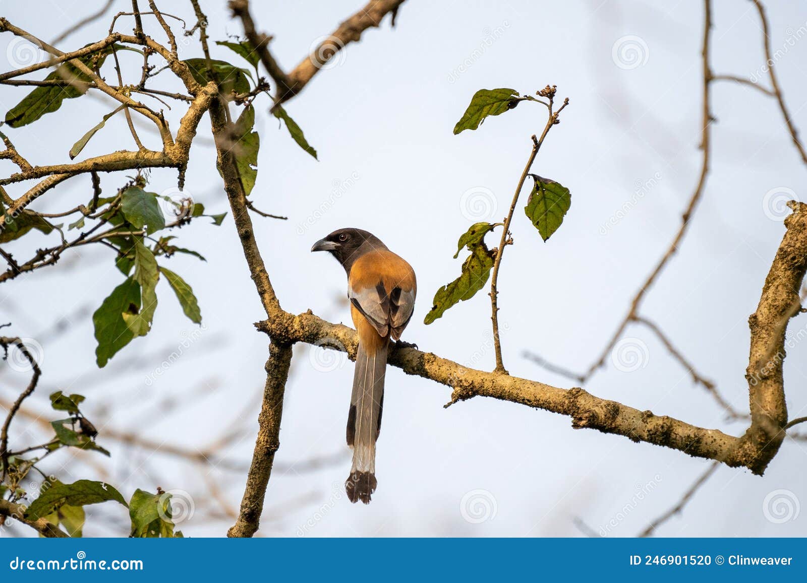 Rufous Treepie in Tree stock photo. Image of nature - 246901520