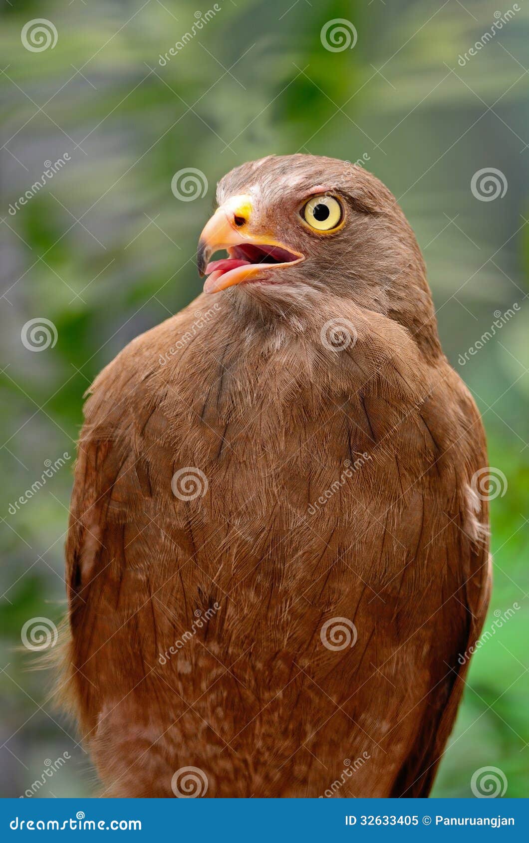 Rufous-winged Buzzard stock image. Image of nature, beak - 32633405