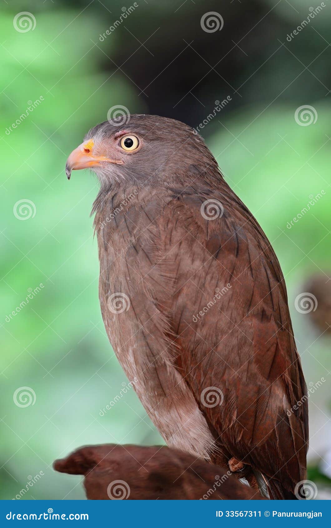 Rufous-winged Buzzard stock image. Image of avian, buzzard - 33567311