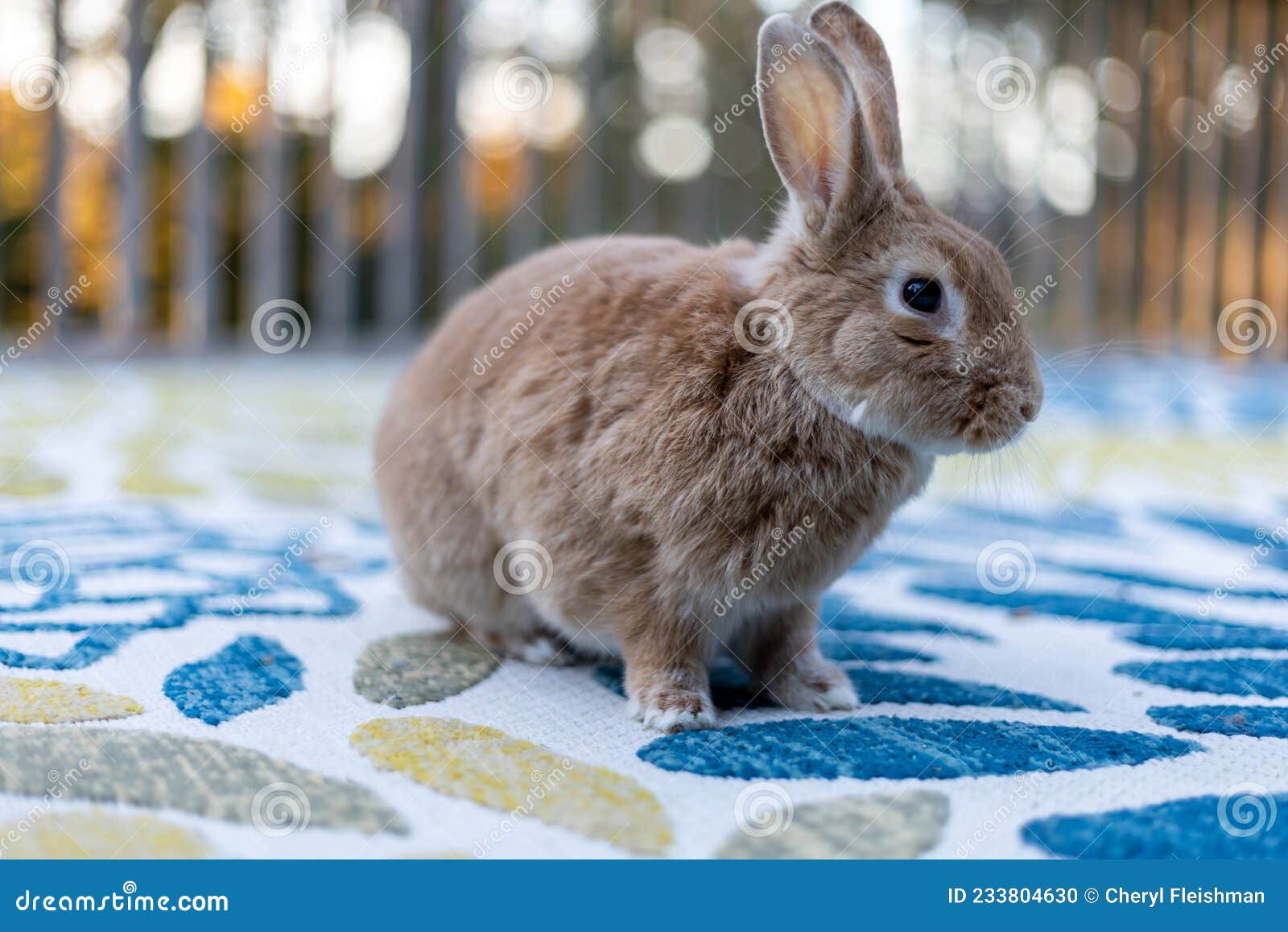 Rufus Rabbit in Fall Setting Surrounded by Mums and Pumpkins at Sunset ...