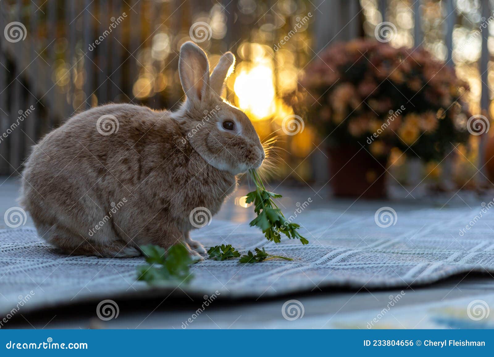 Rufus Rabbit in Fall Setting Surrounded by Mums and Pumpkins at Sunset ...