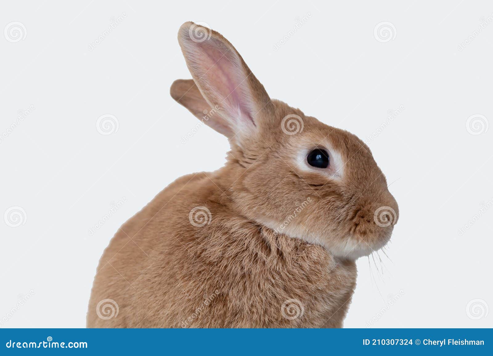 Rufus Rabbit Poses on White Plush Blanket with White Wainscot ...