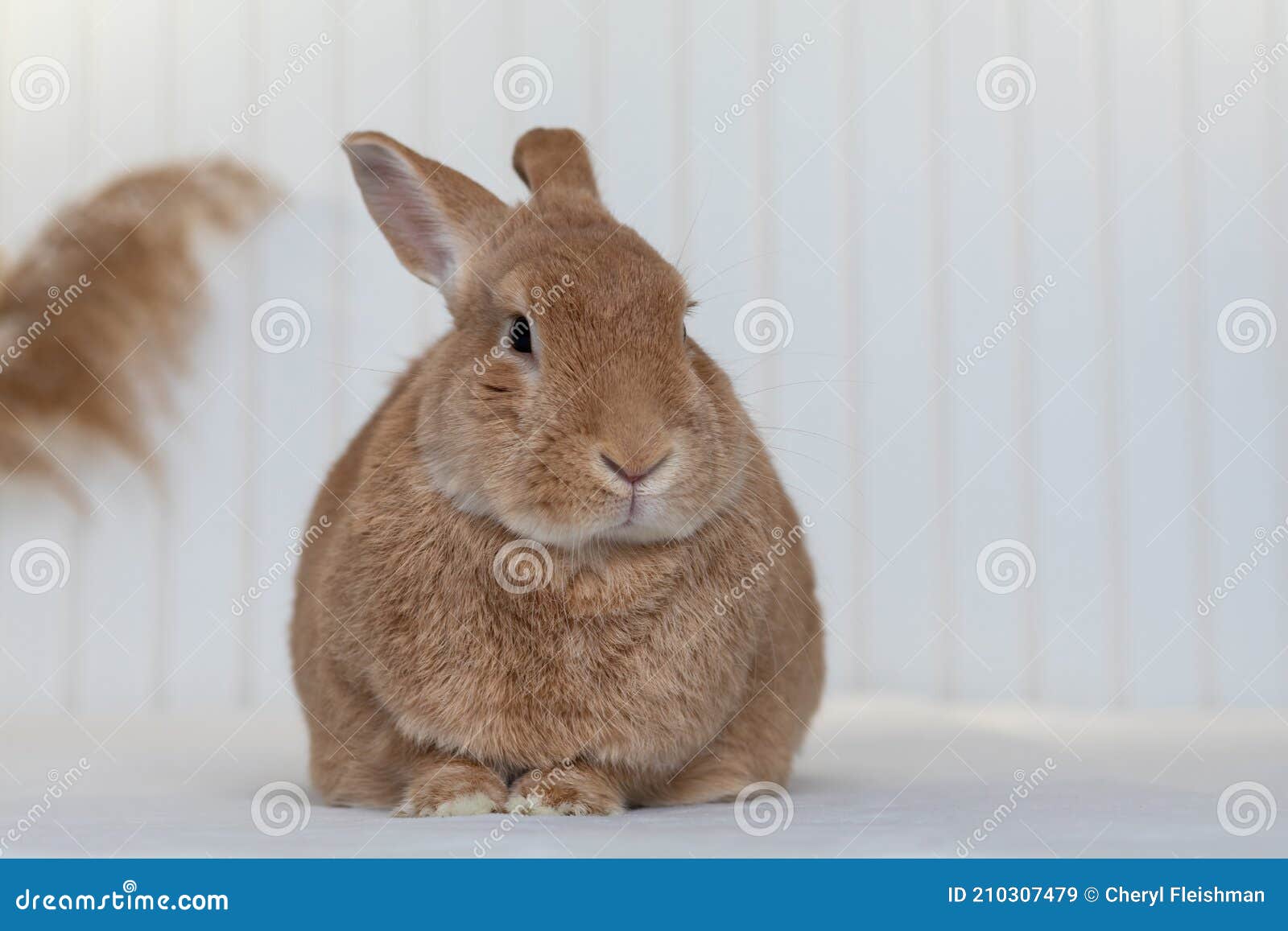 Rufus Rabbit Poses on White Plush Blanket with White Wainscot ...