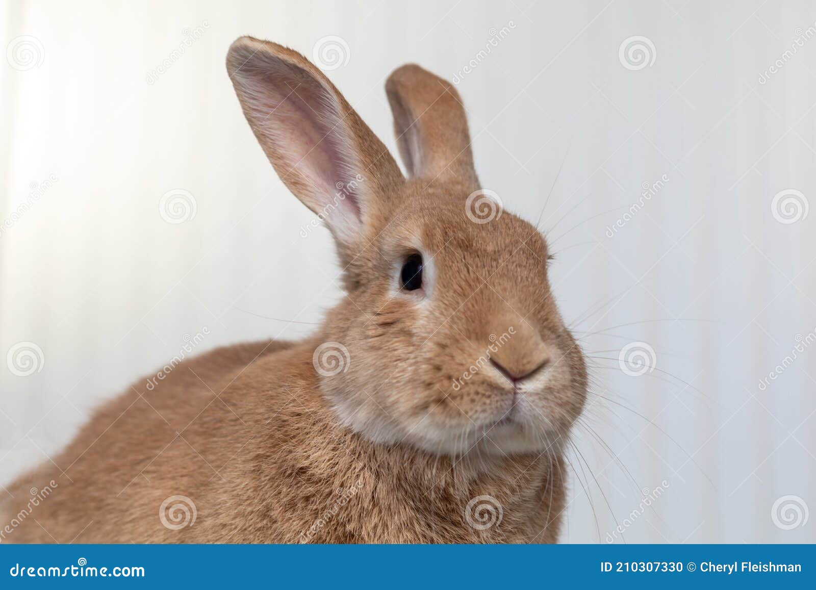 Rufus Rabbit Poses on White Plush Blanket with White Wainscot ...