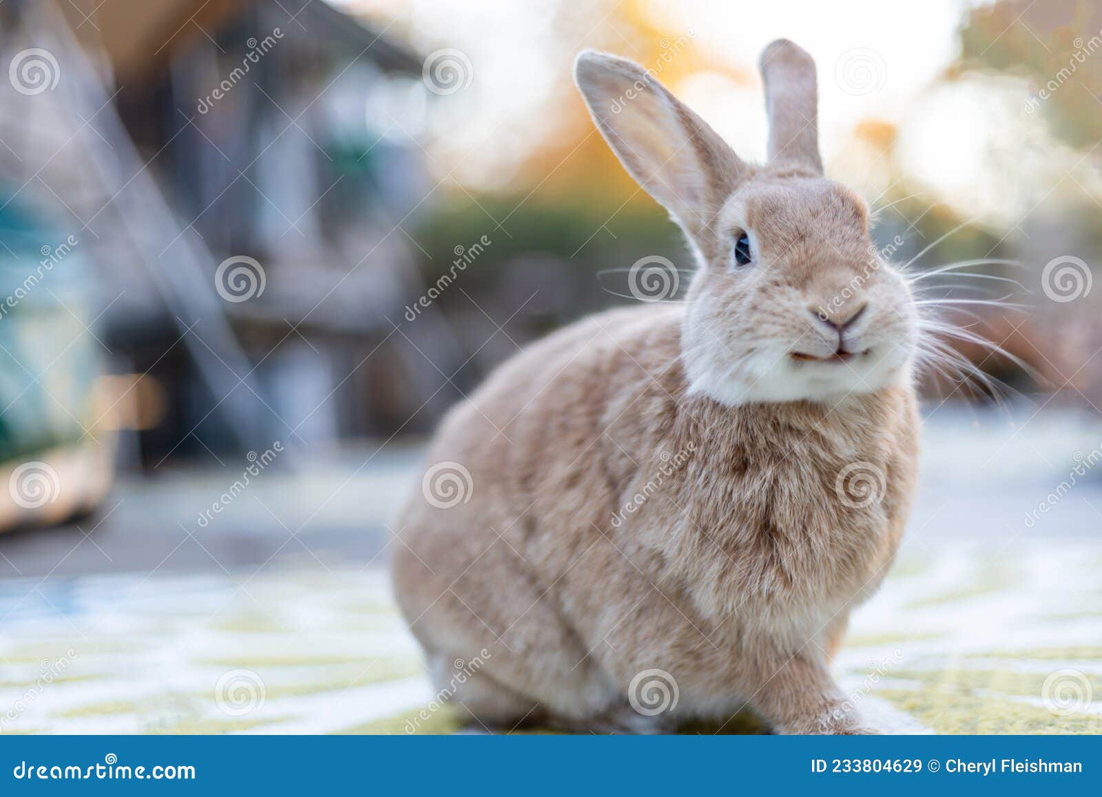 Rufus Rabbit Smiling in Fall Setting Surrounded by Mums and Pumpkins at ...