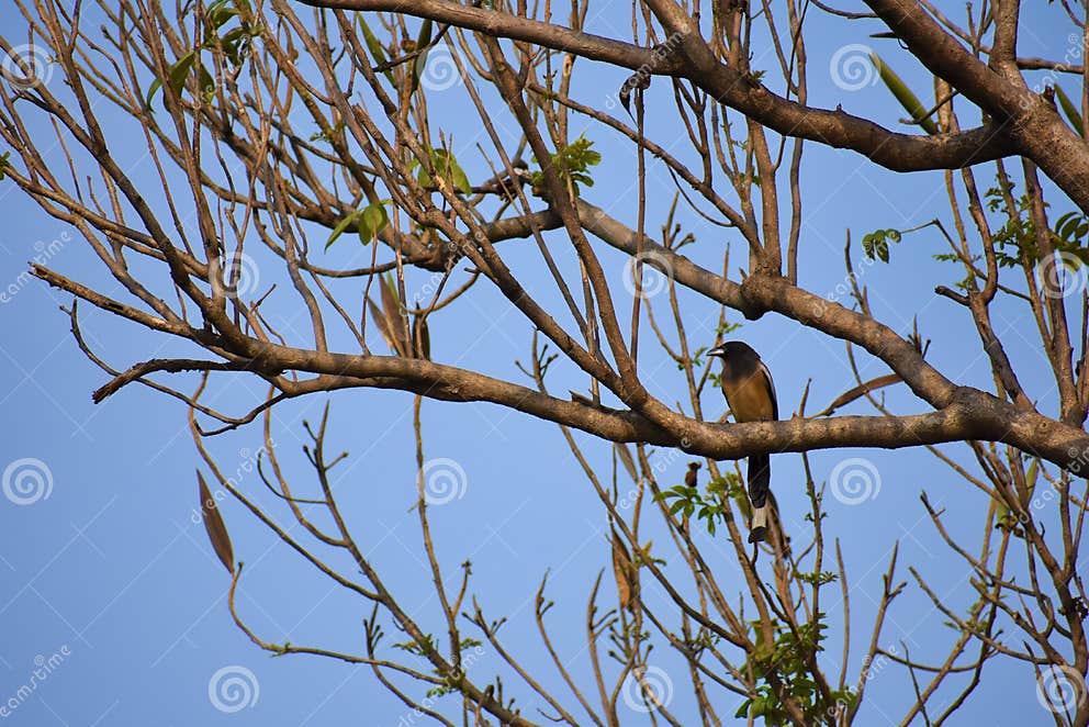 Rufus Tree Pie stock image. Image of bloom, blur, high - 99647973
