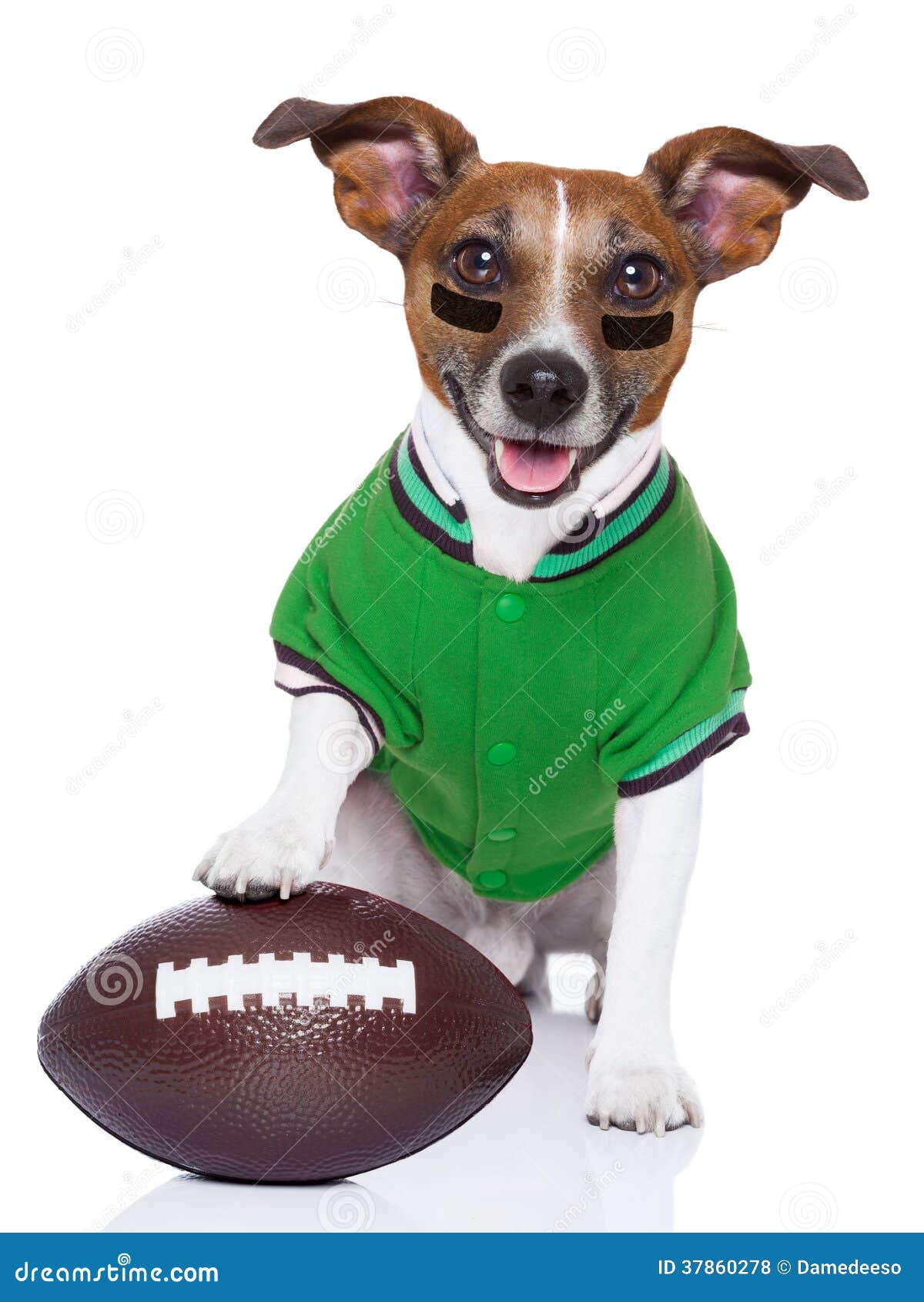 Rugby dog stock photo. Image of play, prize, cute, canine - 37860278