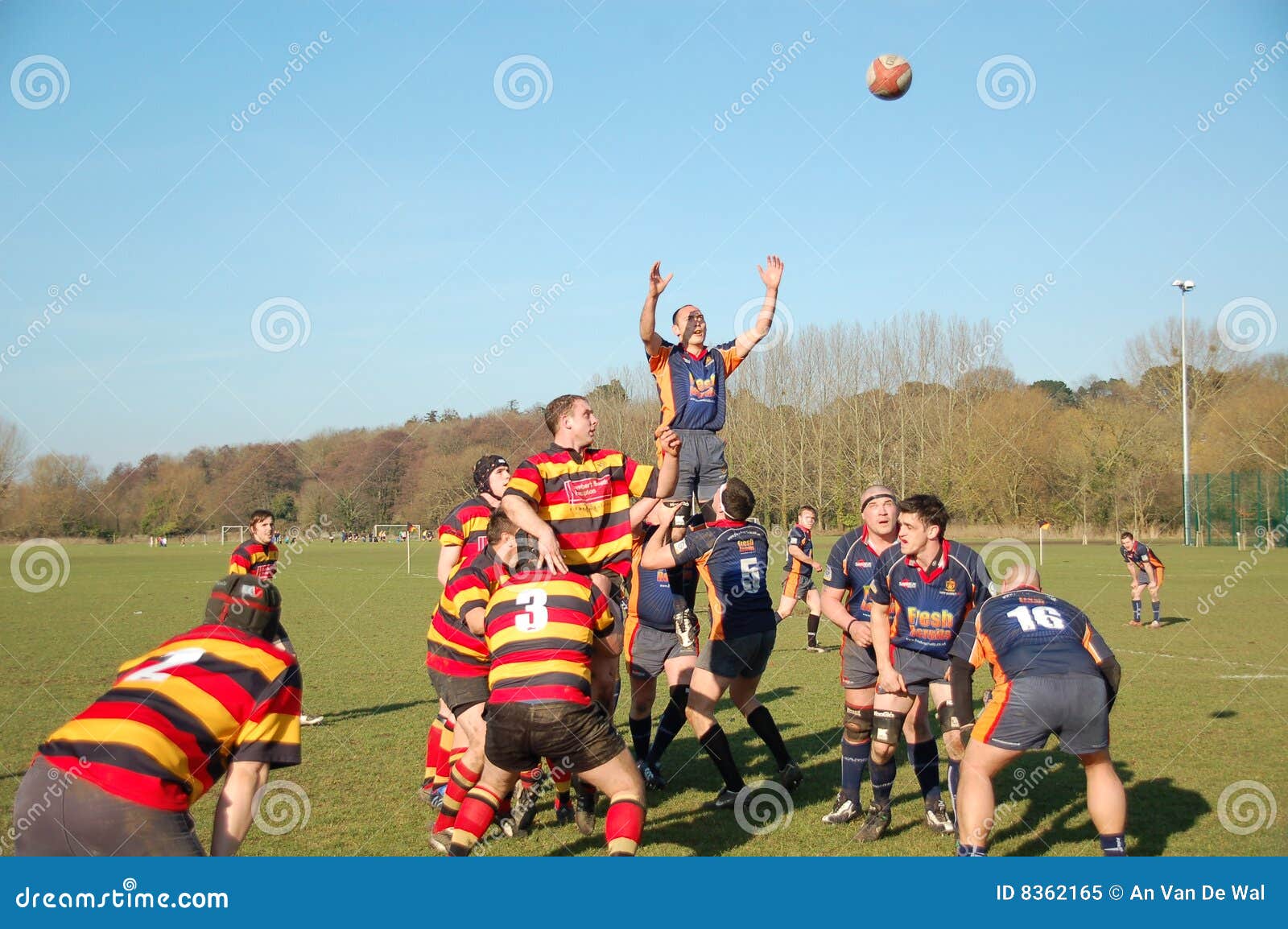 Rugby Line-Out editorial image. Image of lineout, sport - 8362165