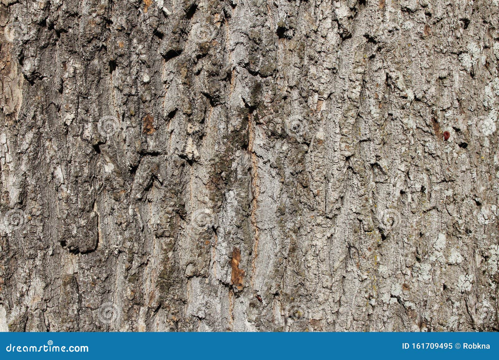 Rugged Abstract Tree Bark Texture Stock Image - Image of natural ...