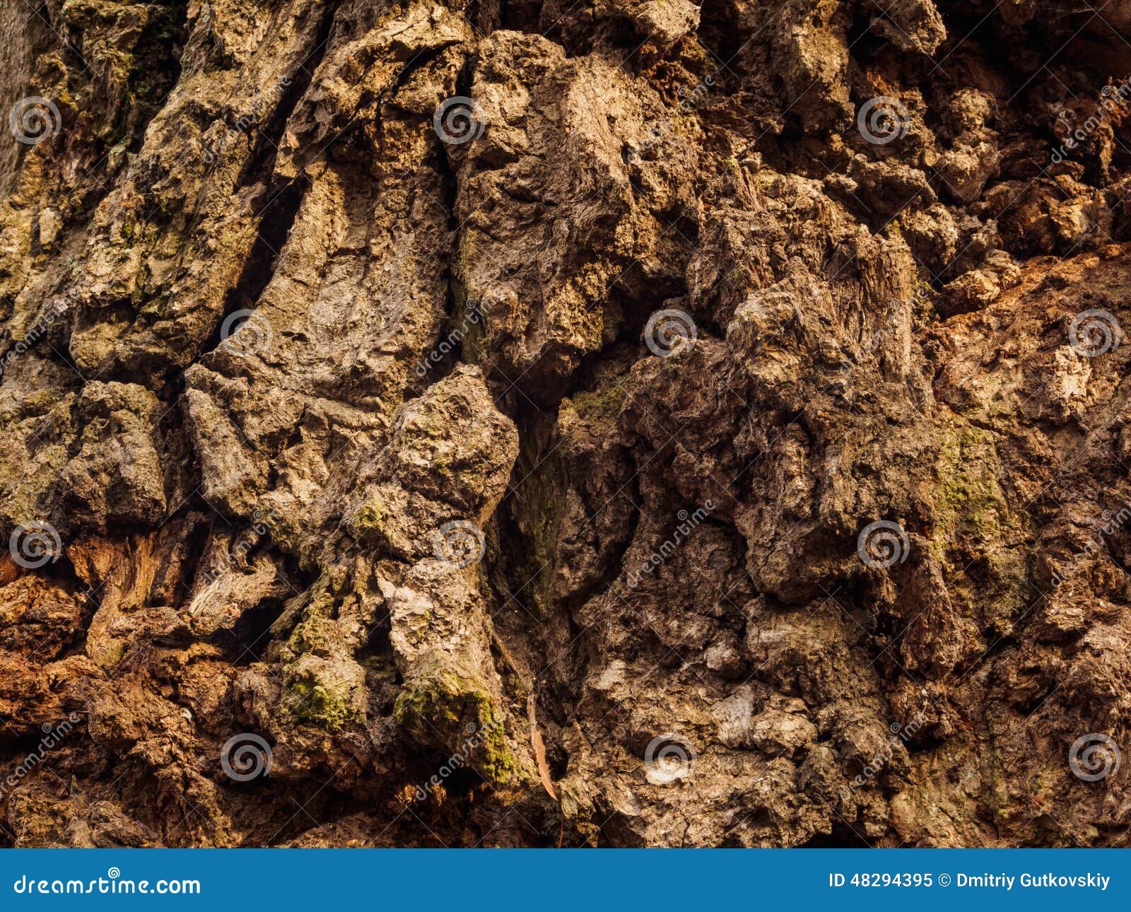 Rugged Bark of an Old Oak Tree Stock Image - Image of macro, gray: 48294395