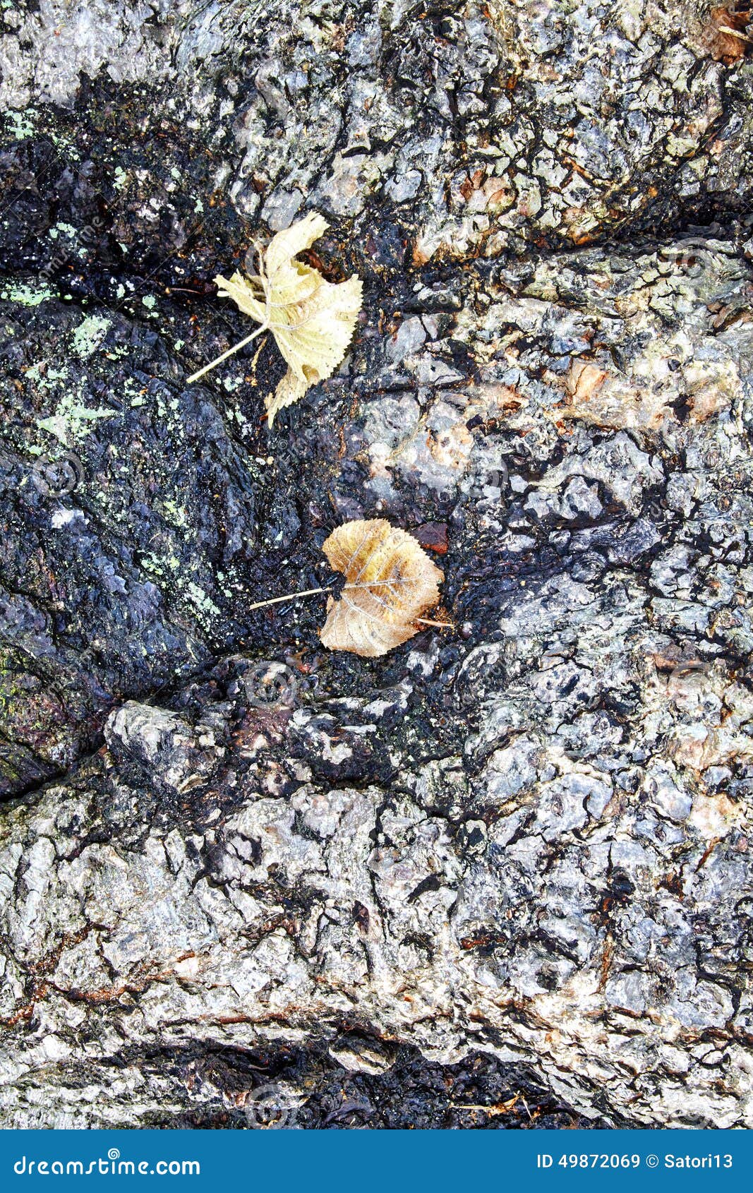 Rugged bark of a tree stock image. Image of nature, background - 49872069