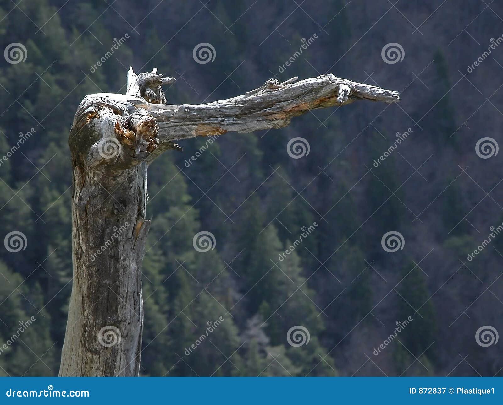 1,590 Brittle Tree Stock Photos - Free & Royalty-Free Stock Photos from ...