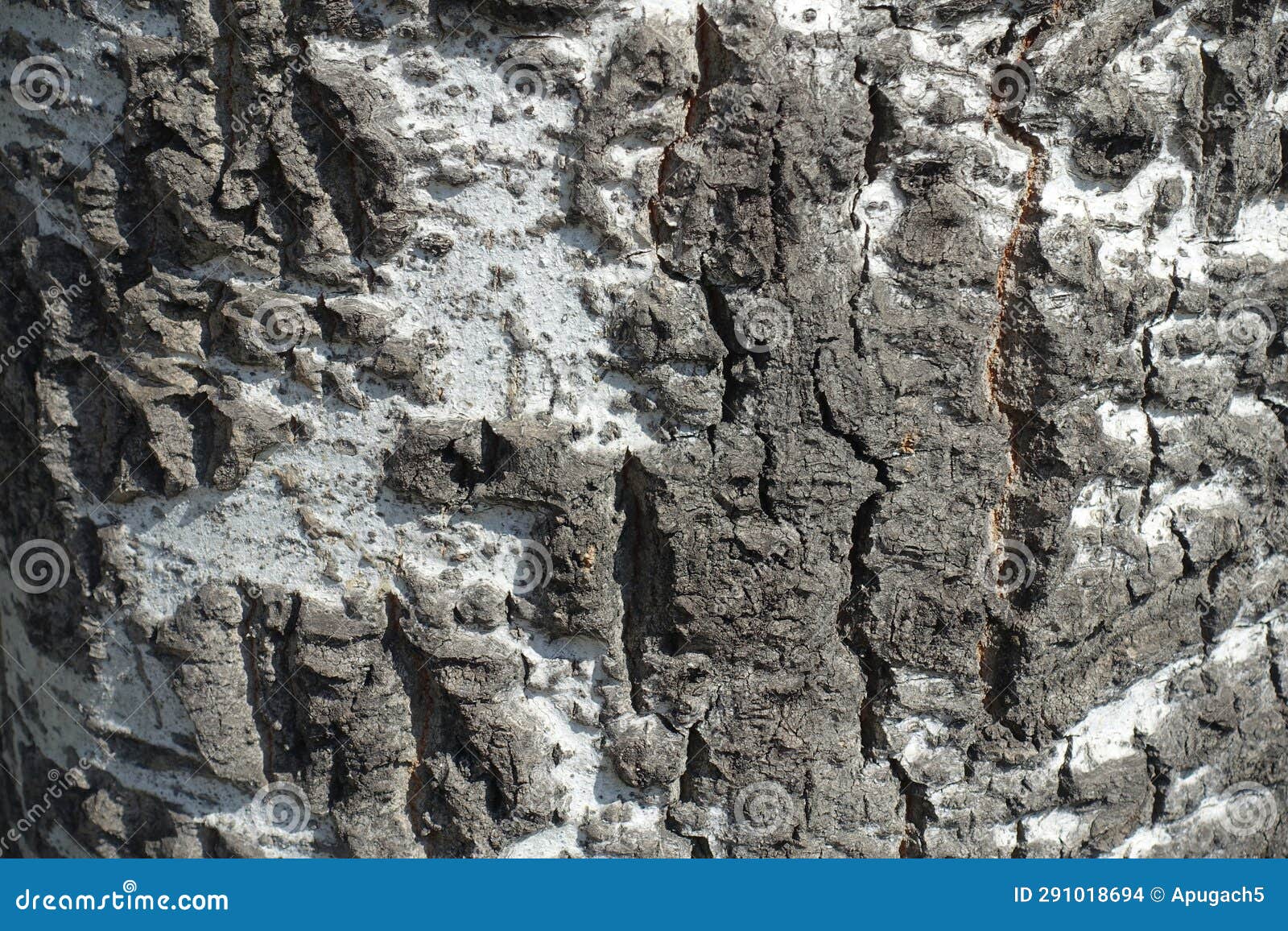 Rugged Black and Light Grey Surface of Bark of Silver Poplar Stock ...