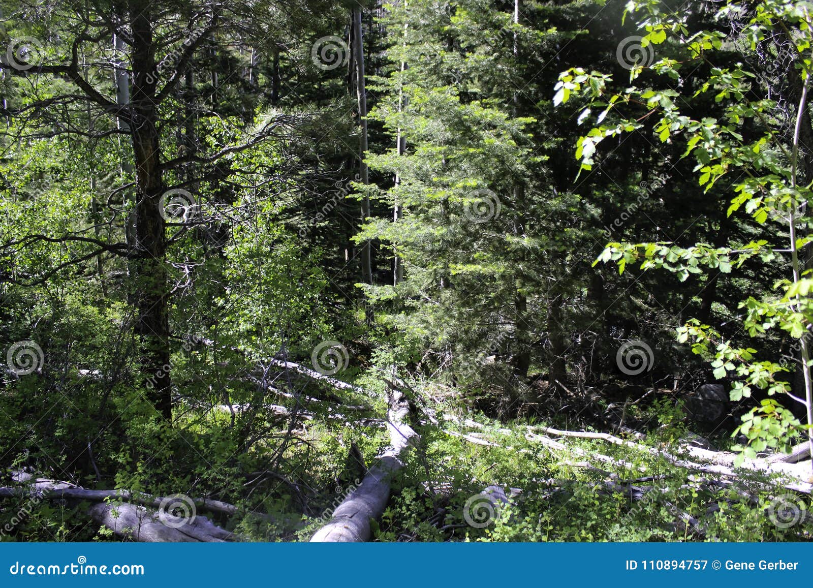 Rugged forest stock image. Image of plants, fallen, trees - 110894757