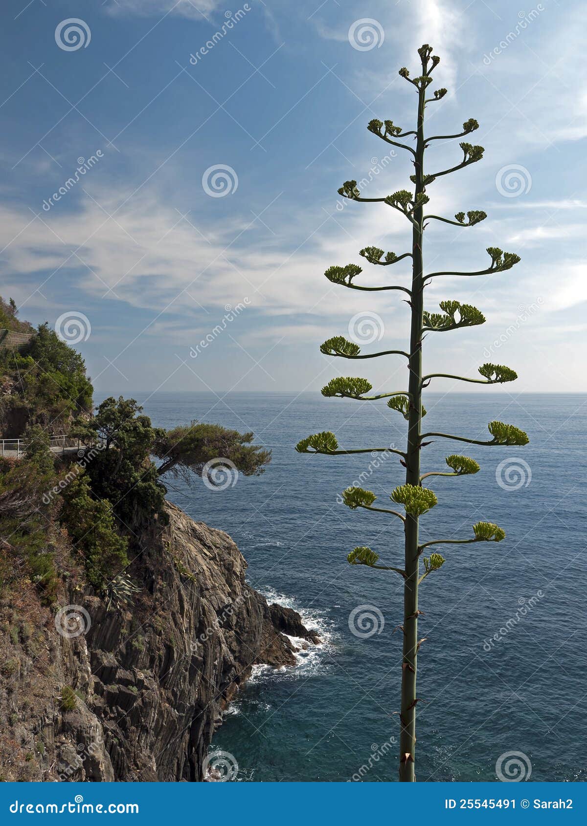 Rugged Mediterranean Coast with Agave - Italy Stock Image - Image of ...
