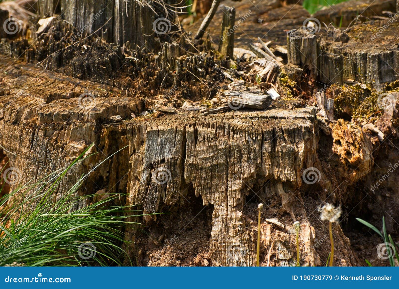 Rugged Old Tree Stump Closeup Stock Image - Image of rotting, growth ...