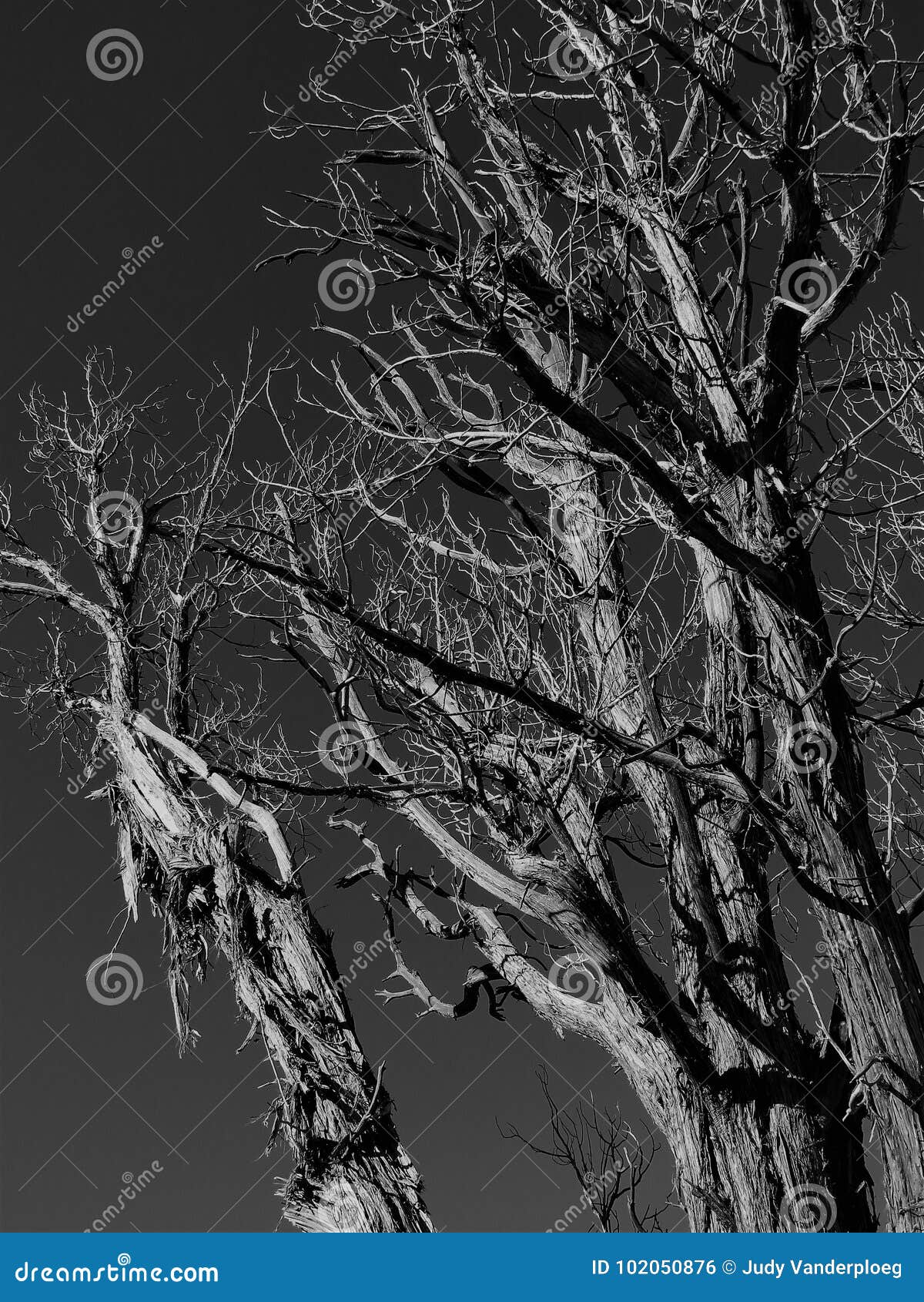Rugged Old Trees in Black and White Stock Photo - Image of fall ...