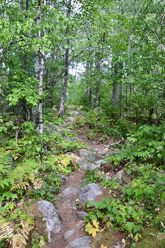 Rugged Path Along Red Pine Loop Trail at Samuel De Champlain Stock ...