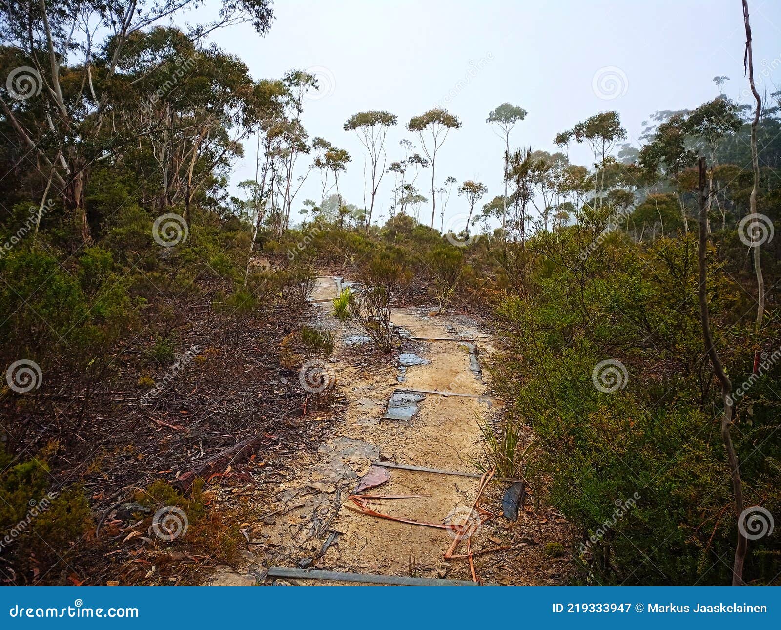 Rugged Path through Australian Bush Stock Image - Image of path, trail ...