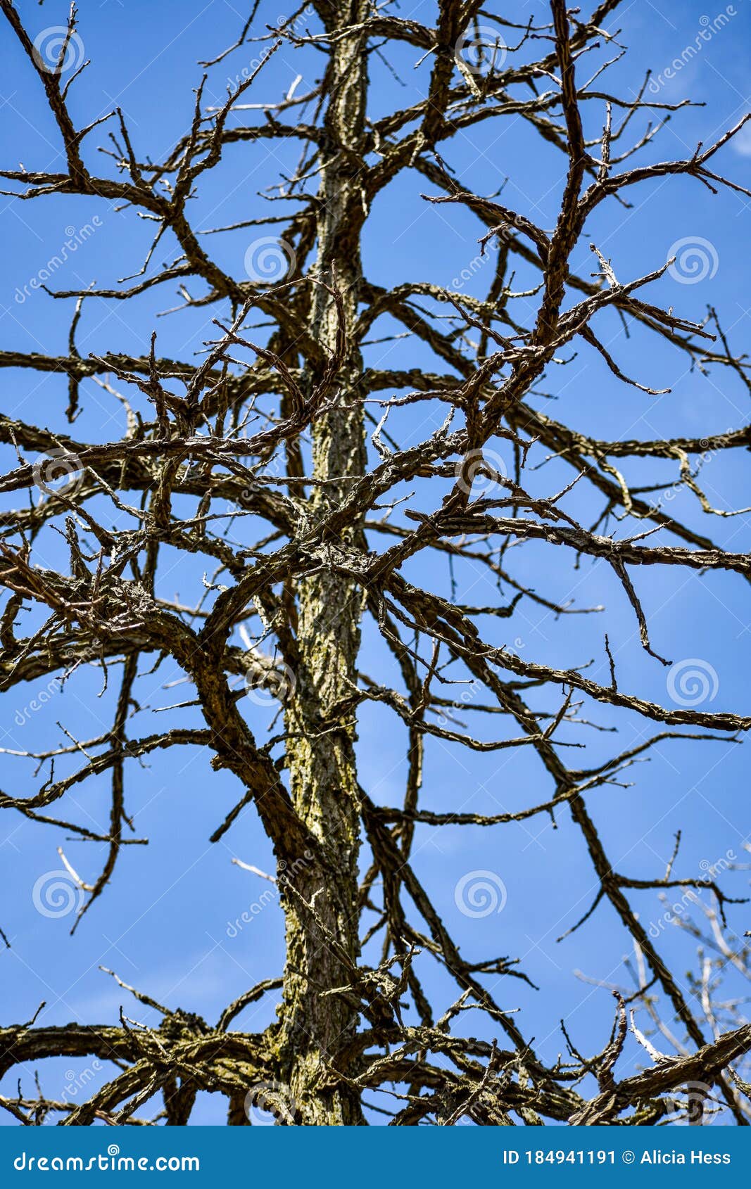 Sharp Tree Stump Stand And Background Of Birch Firewood Texture Royalty ...