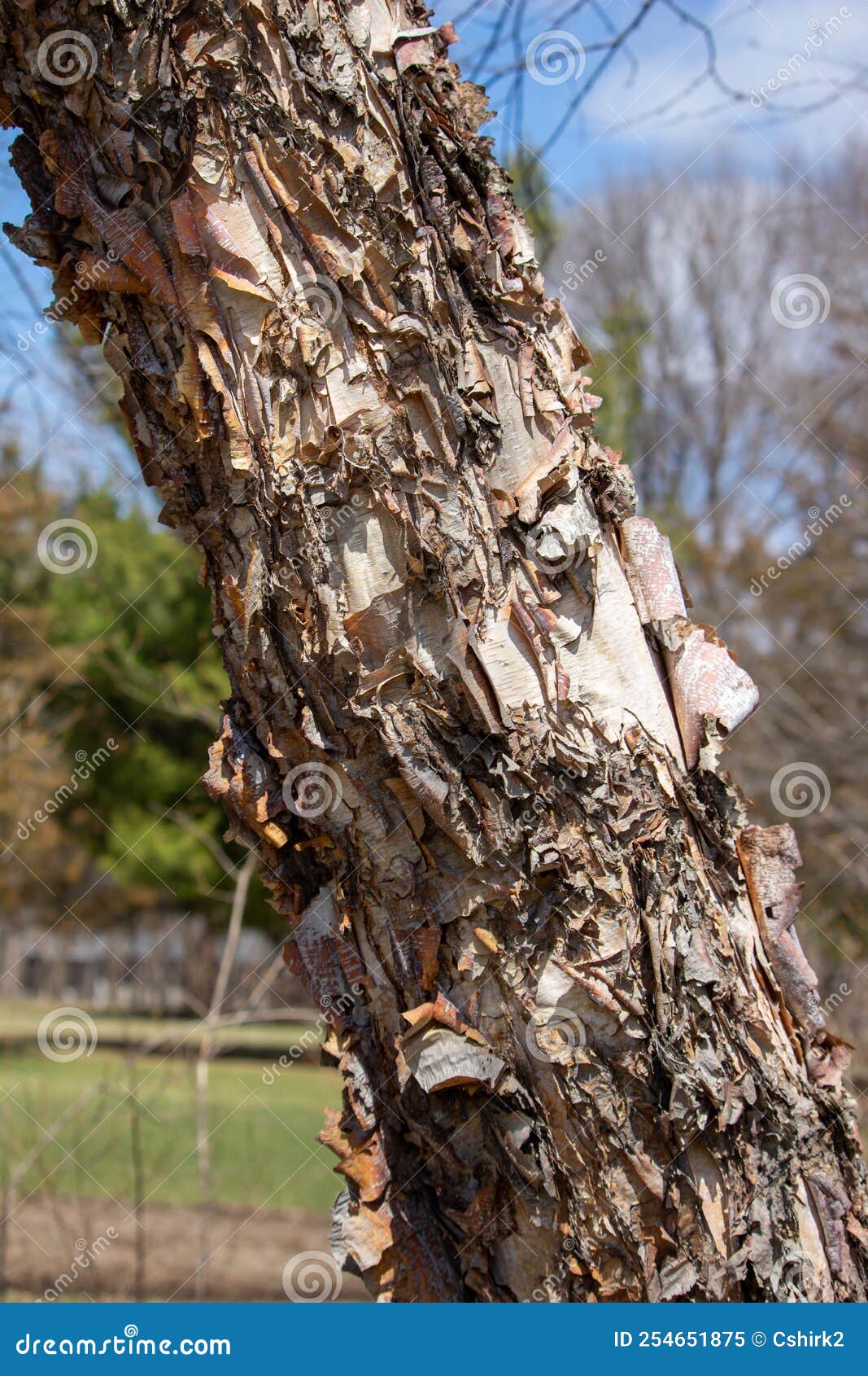 Rugged Textured Bark on the Trunk of a Showy River Birch Tree Stock ...
