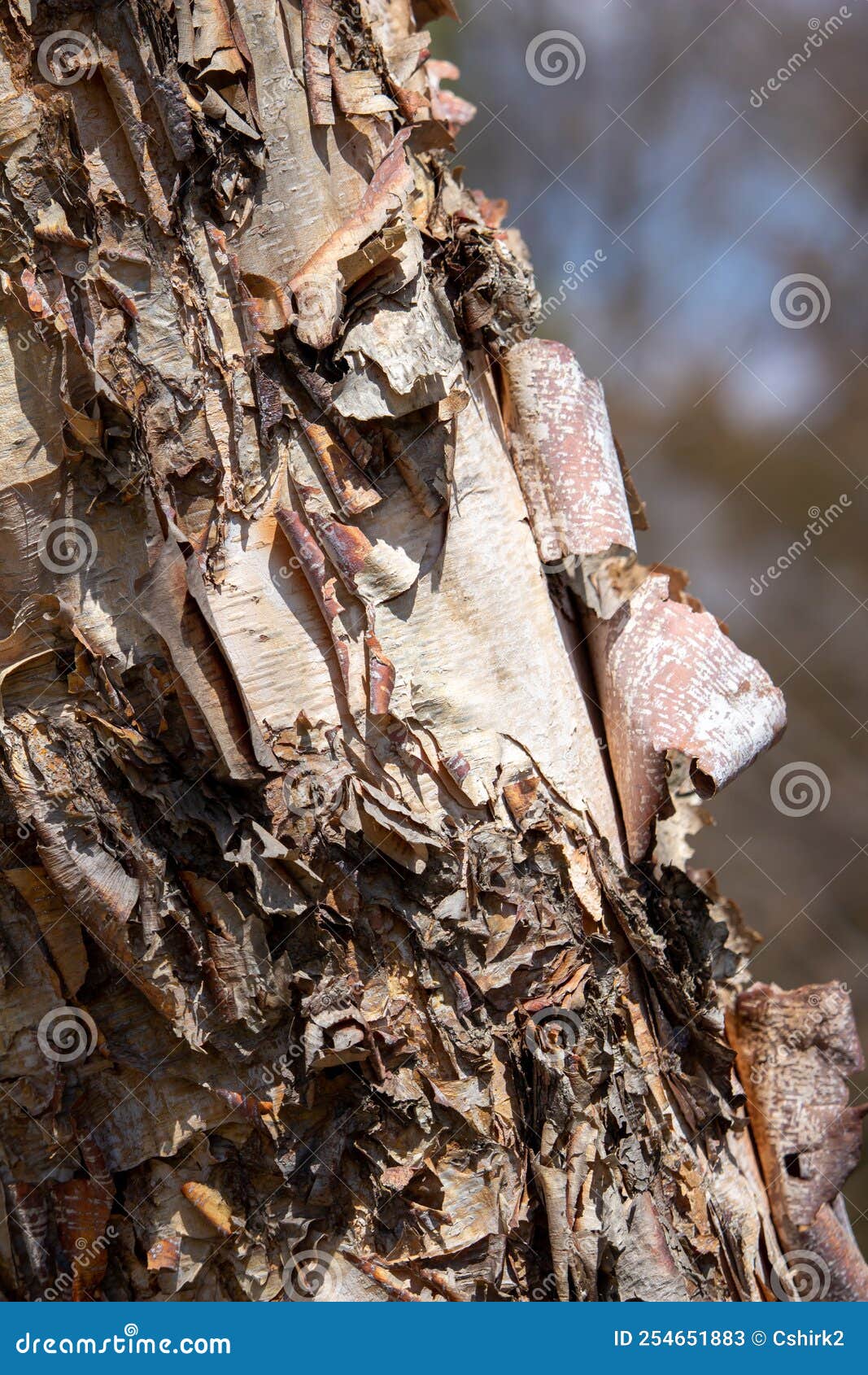 Rugged Textured Bark on the Trunk of a Showy River Birch Tree Stock ...