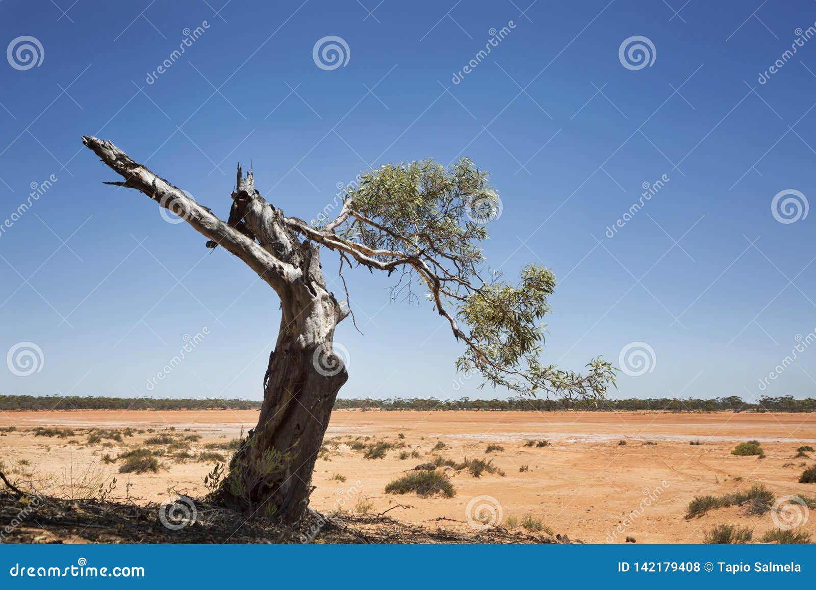 A Rugged Tree and Environment Stock Photo - Image of land, arid: 142179408