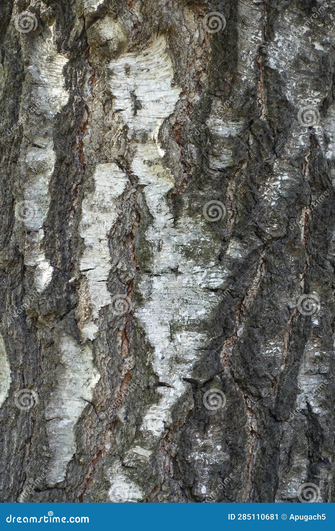 Rugged White Bark of Silver Birch Texture Stock Image - Image of white ...
