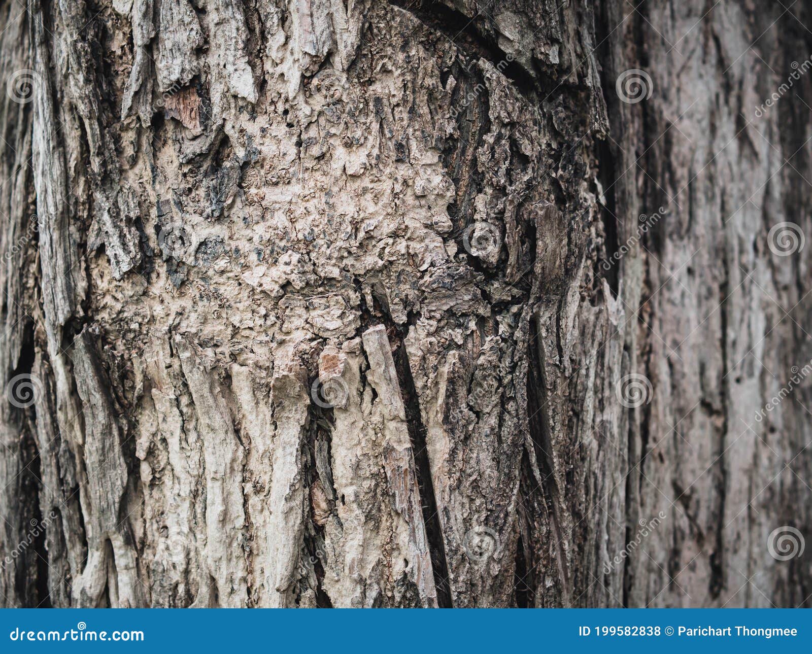 Rugged Wood Texture Rough Pine Tree Abstract Texture Surface Background ...