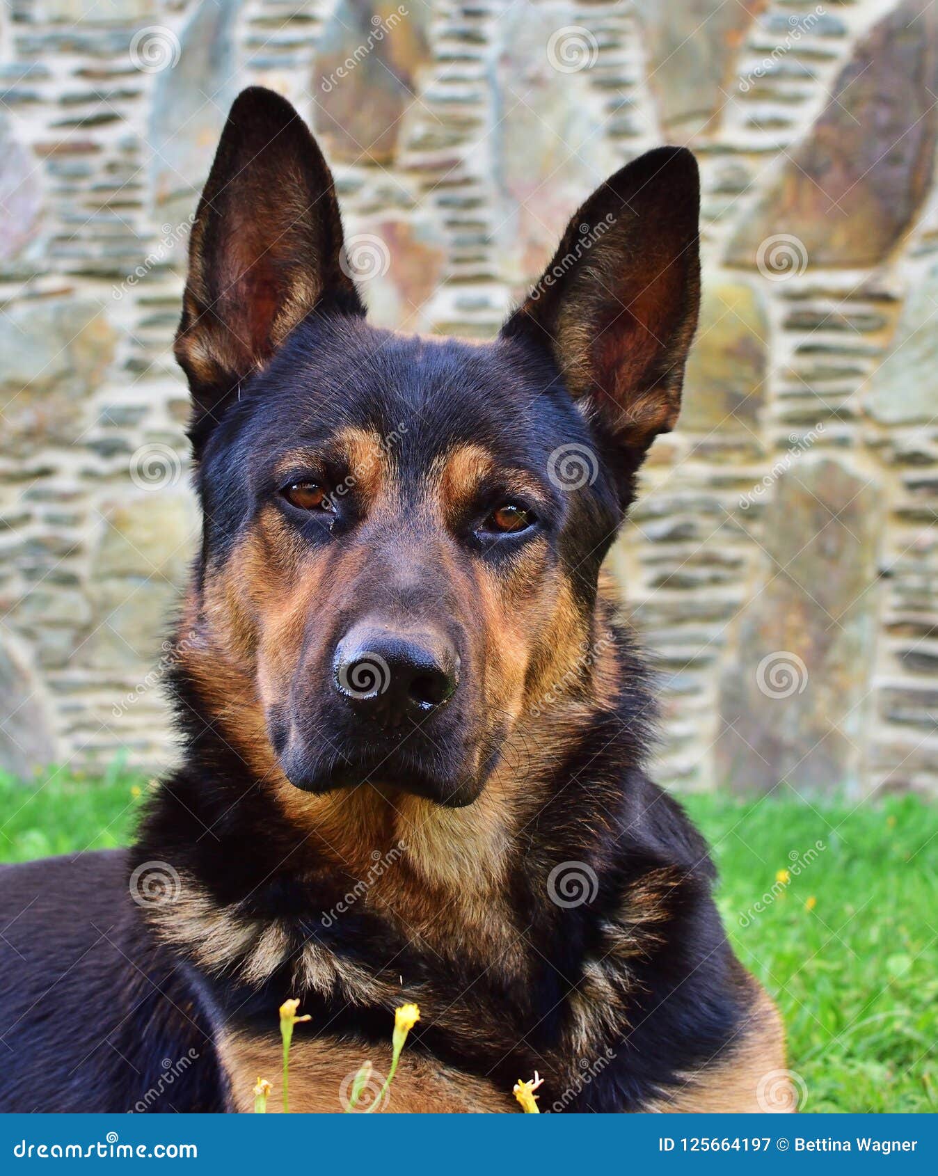 Ruggedly handsome stock image. Image of family, mammal - 125664197