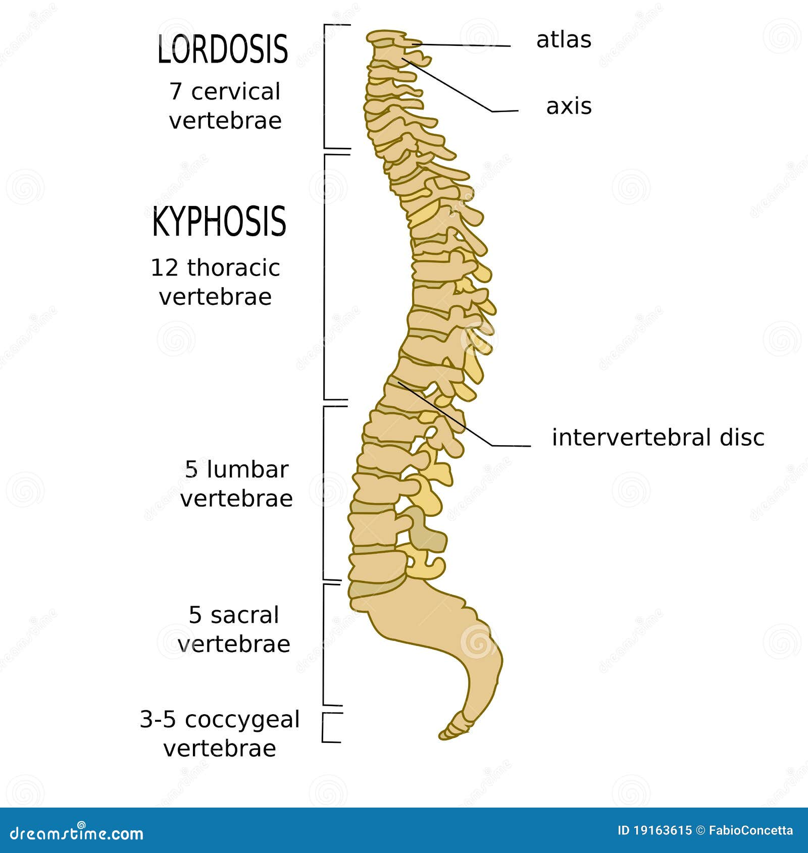 Ruggegraat stock illustratie. Illustration of symbool - 19163615