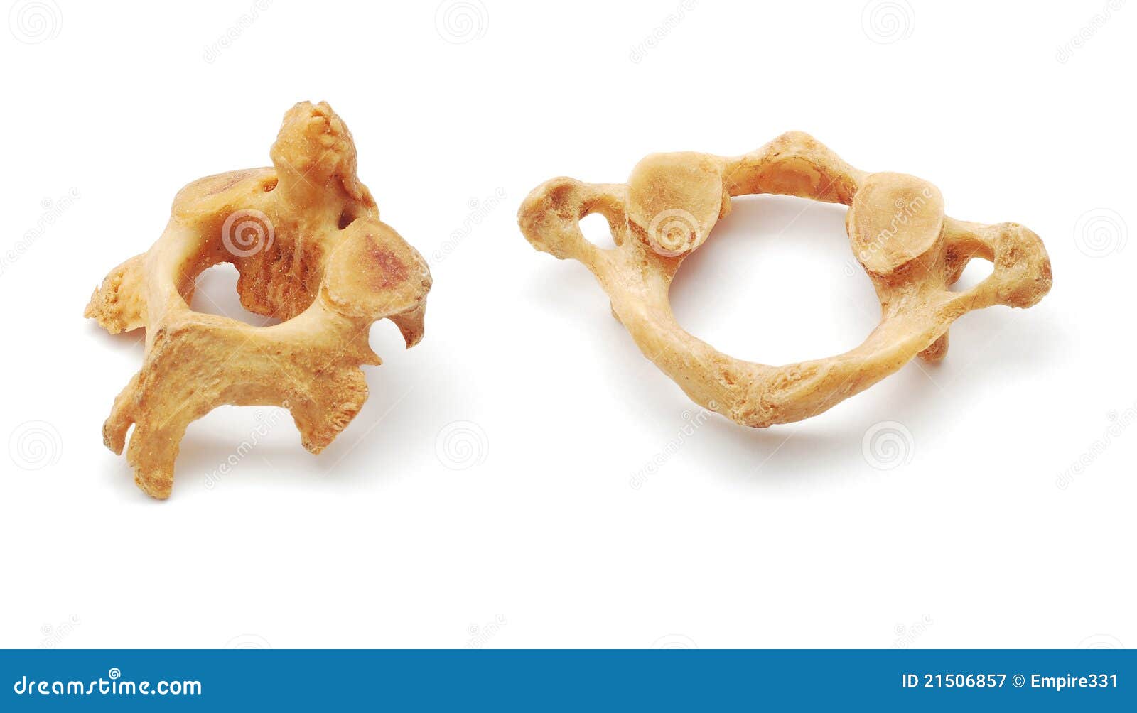 Ruggewervel stock afbeelding. Image of stekel, anatomie - 21506857