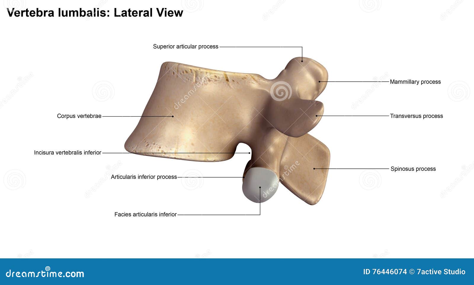 Ruggewervel Lumbalis_Lateral Mening Stock Illustratie - Illustration of ...