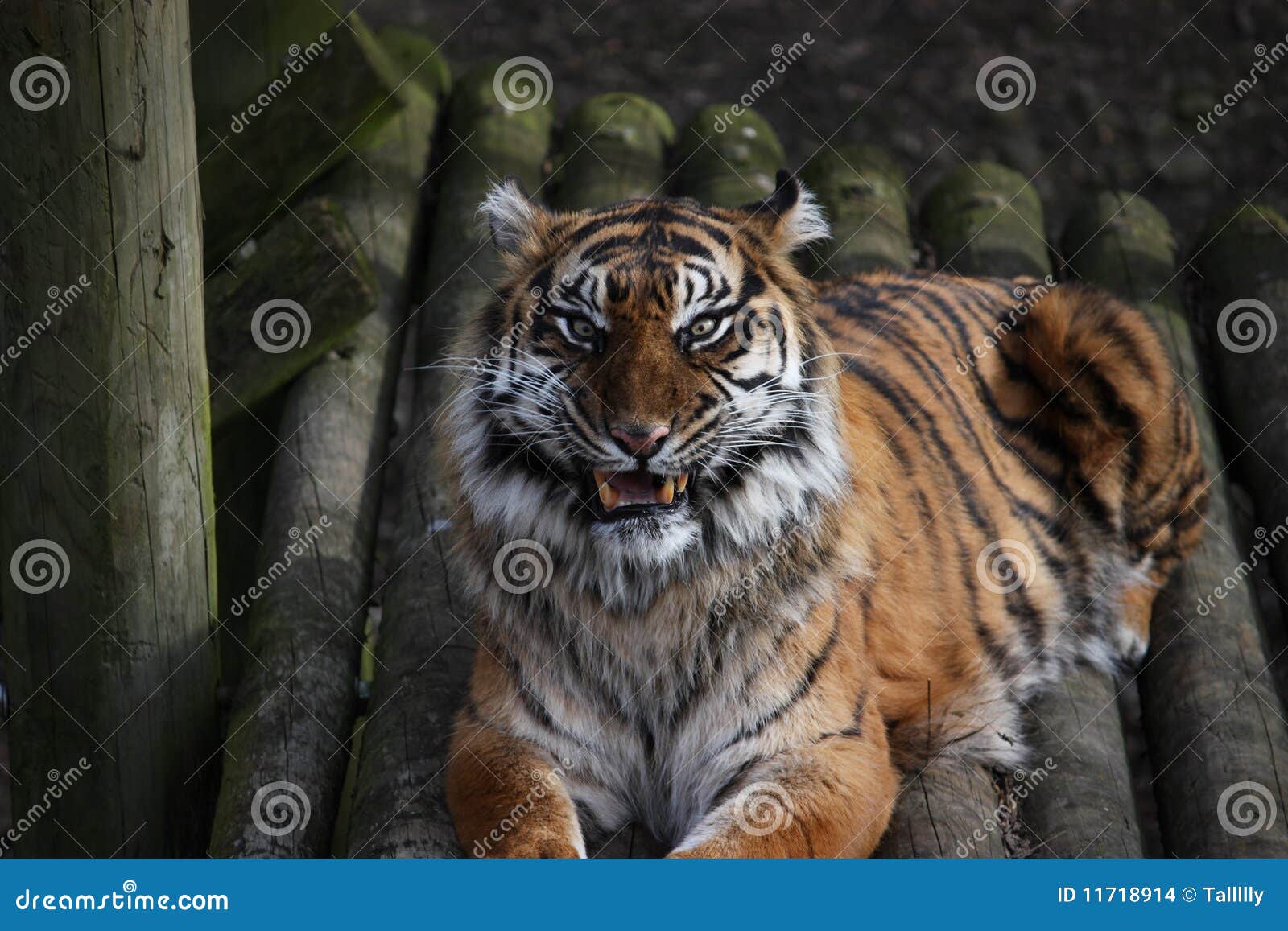 Ruggito della TIGRE fotografia stock. Immagine di grande - 11718914