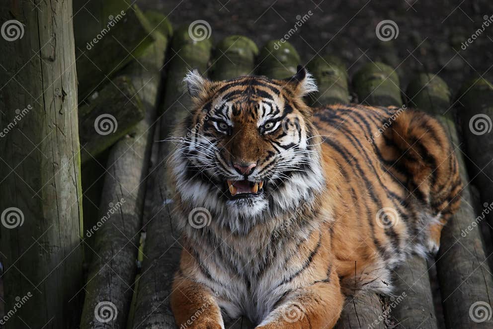 Ruggito della TIGRE fotografia stock. Immagine di grande - 11718914