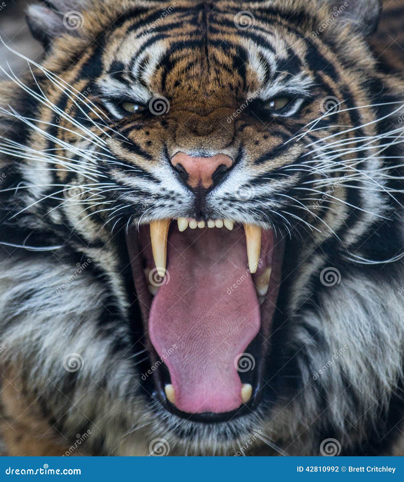 Ruggito Della Tigre Di Sumatran Fotografia Editoriale - Immagine di ...