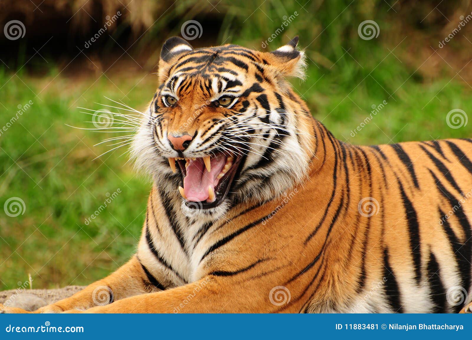 Ruggito di una tigre immagine stock. Immagine di mammifero - 11883481