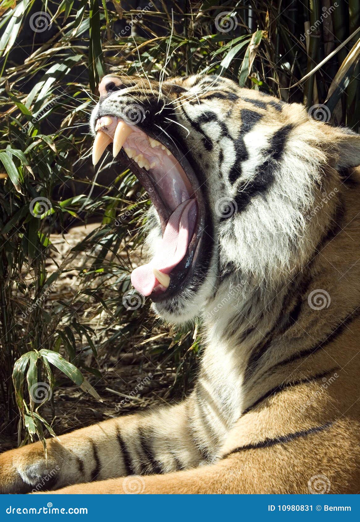 Ruggito largo della tigre immagine stock. Immagine di nero - 10980831