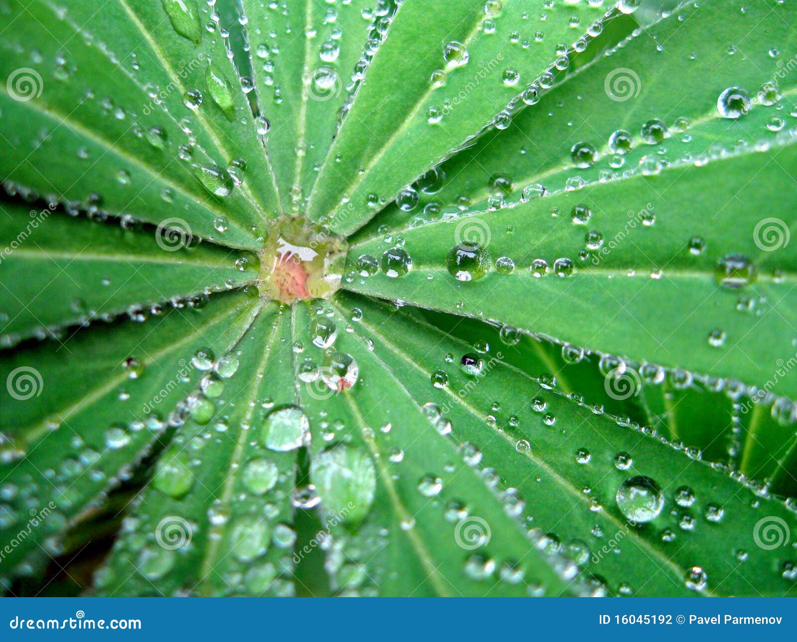 Rugiada fotografia stock. Immagine di nave, sfondo, erba - 16045192