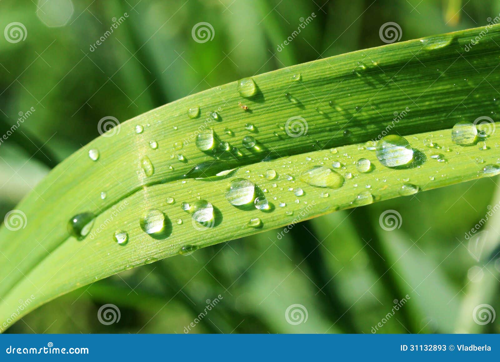 Rugiada immagine stock. Immagine di ricco, rugiada, verde - 31132893